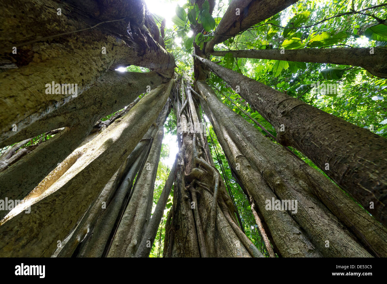 Skeleton of a Strangler Fig (Ficus sp.), Sirena, Corcovado National ...