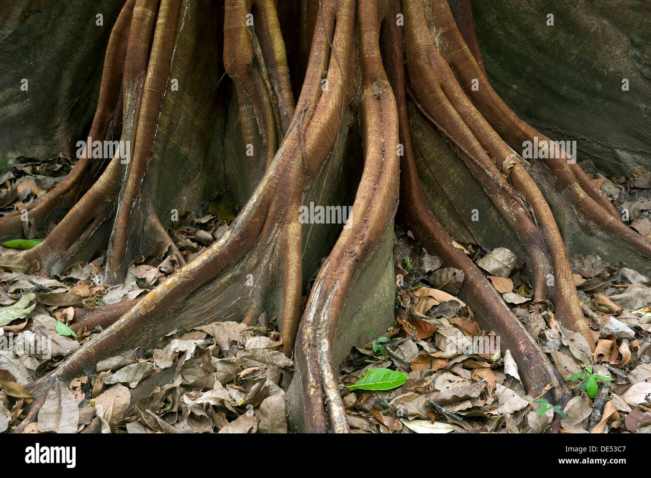 Roots of a Fig tree (Ficus maxima), Sirena, Corcovado National Park ...