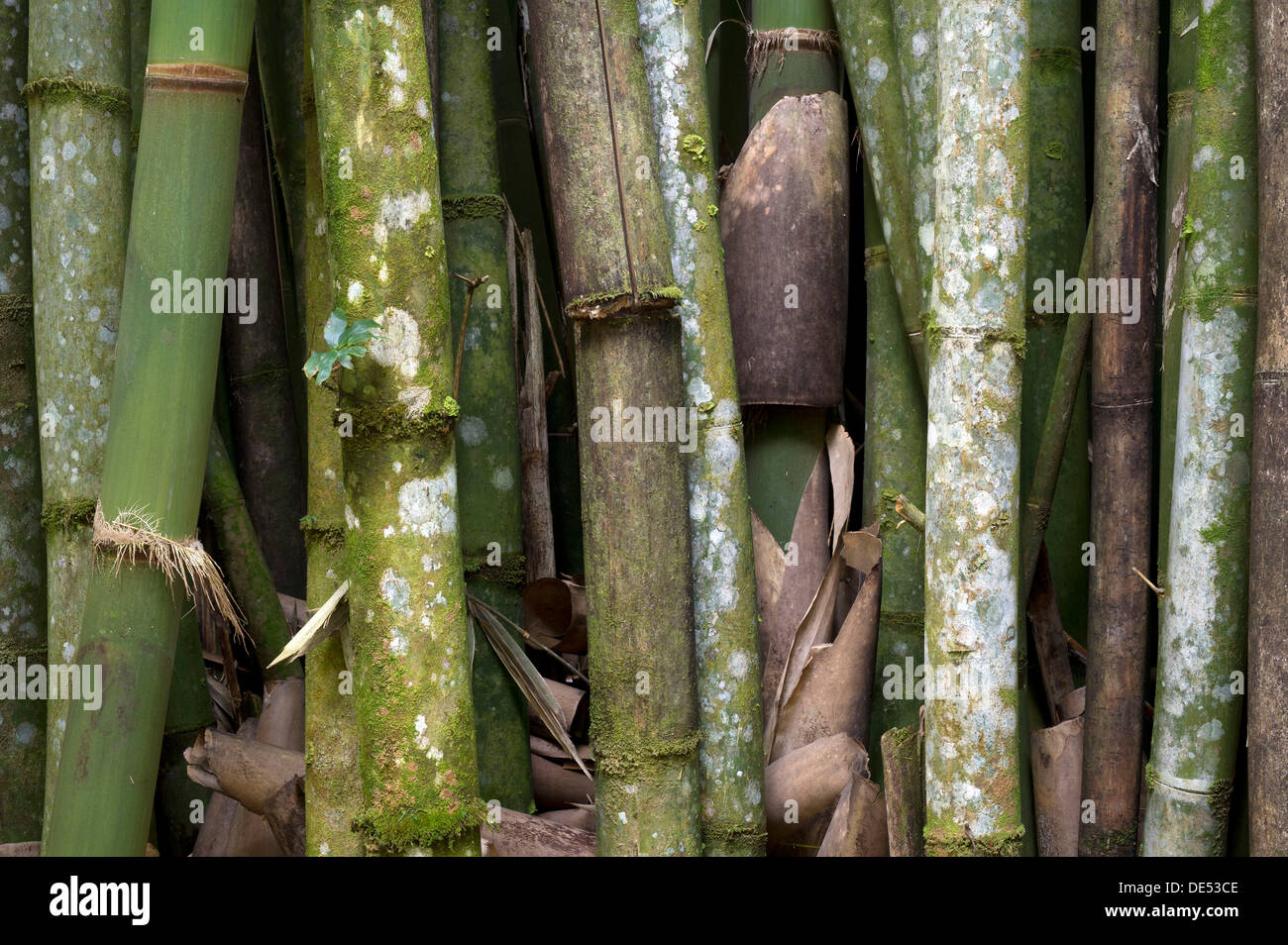 Bamboo trees, bamboo (Bambuseae), Wilson Botanical Garden, San Vito ...