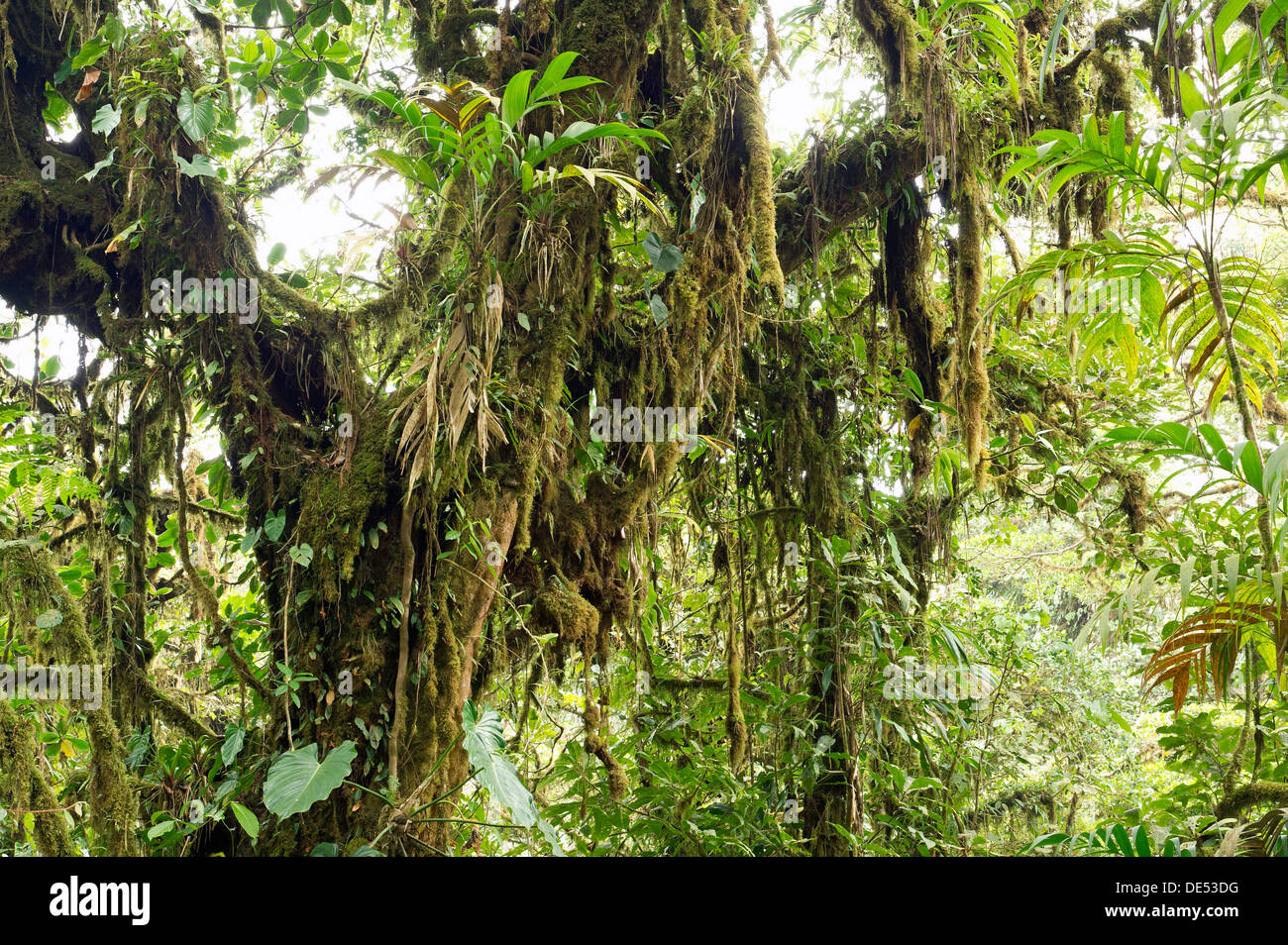 Cloud forest vegetation, Monteverde, Puntarenas Province, Costa Rica ...