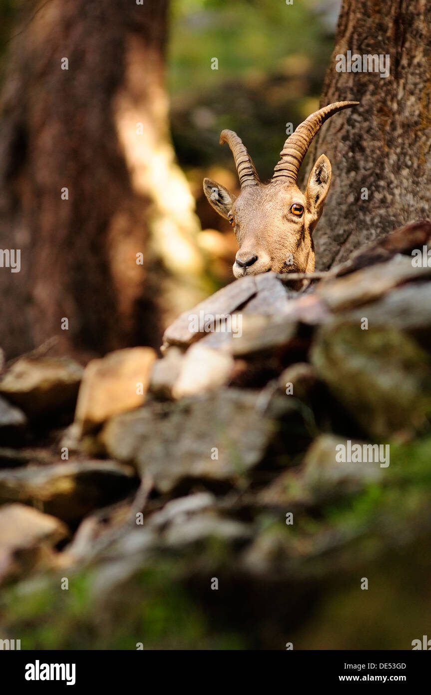 Alpine ibex, Capra ibex, portrait of female Stock Photo - Alamy