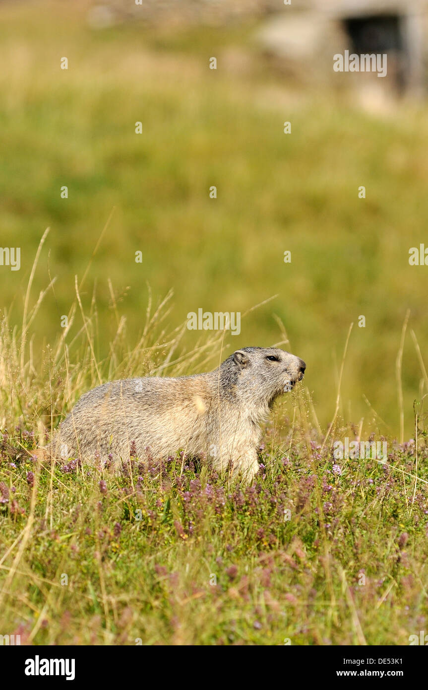 Vertical picture of Alpine Marmot Marmota marmota, in grassland Stock ...