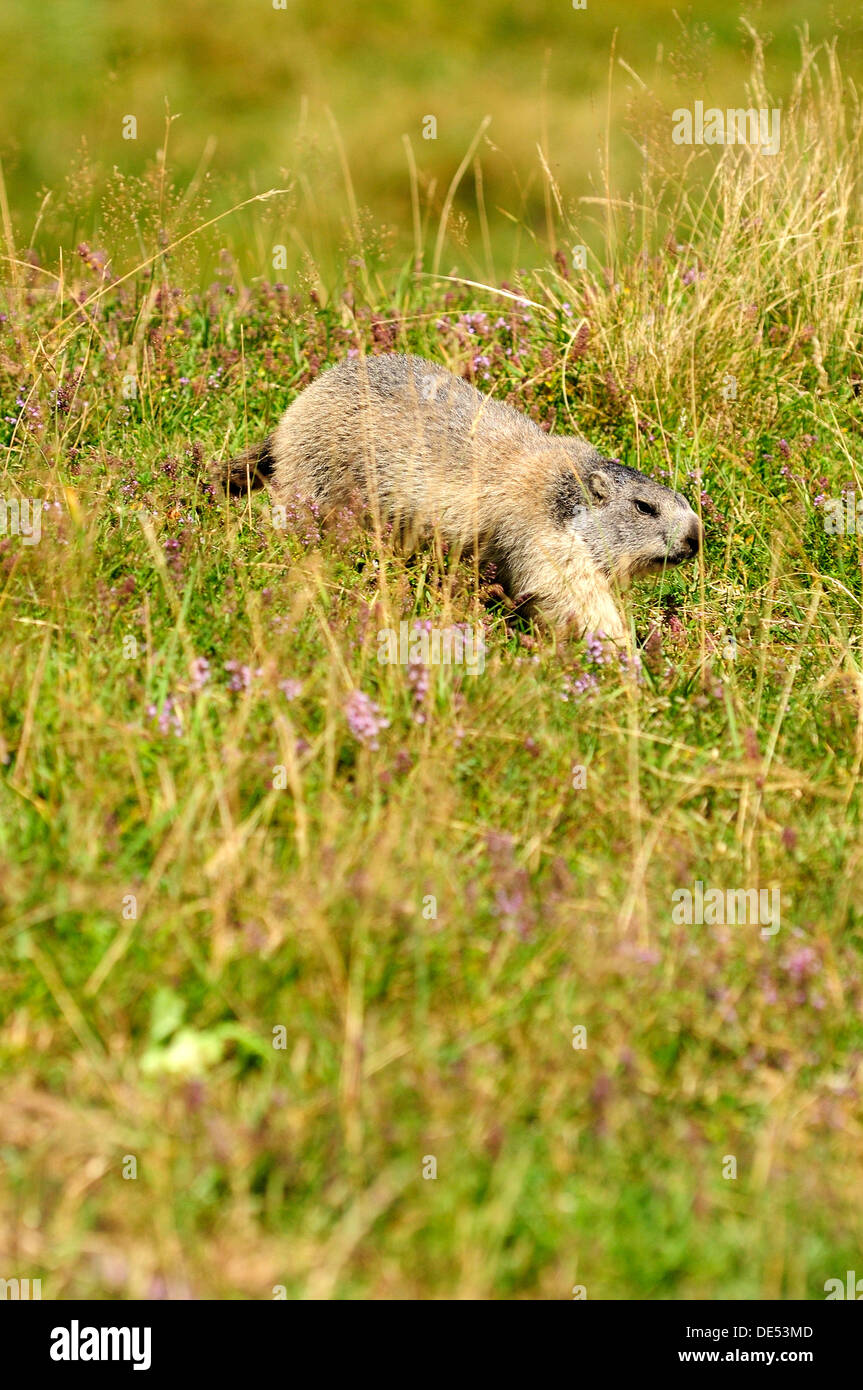 Vertical picture of Alpine Marmot Marmota marmota, in grassland Stock ...