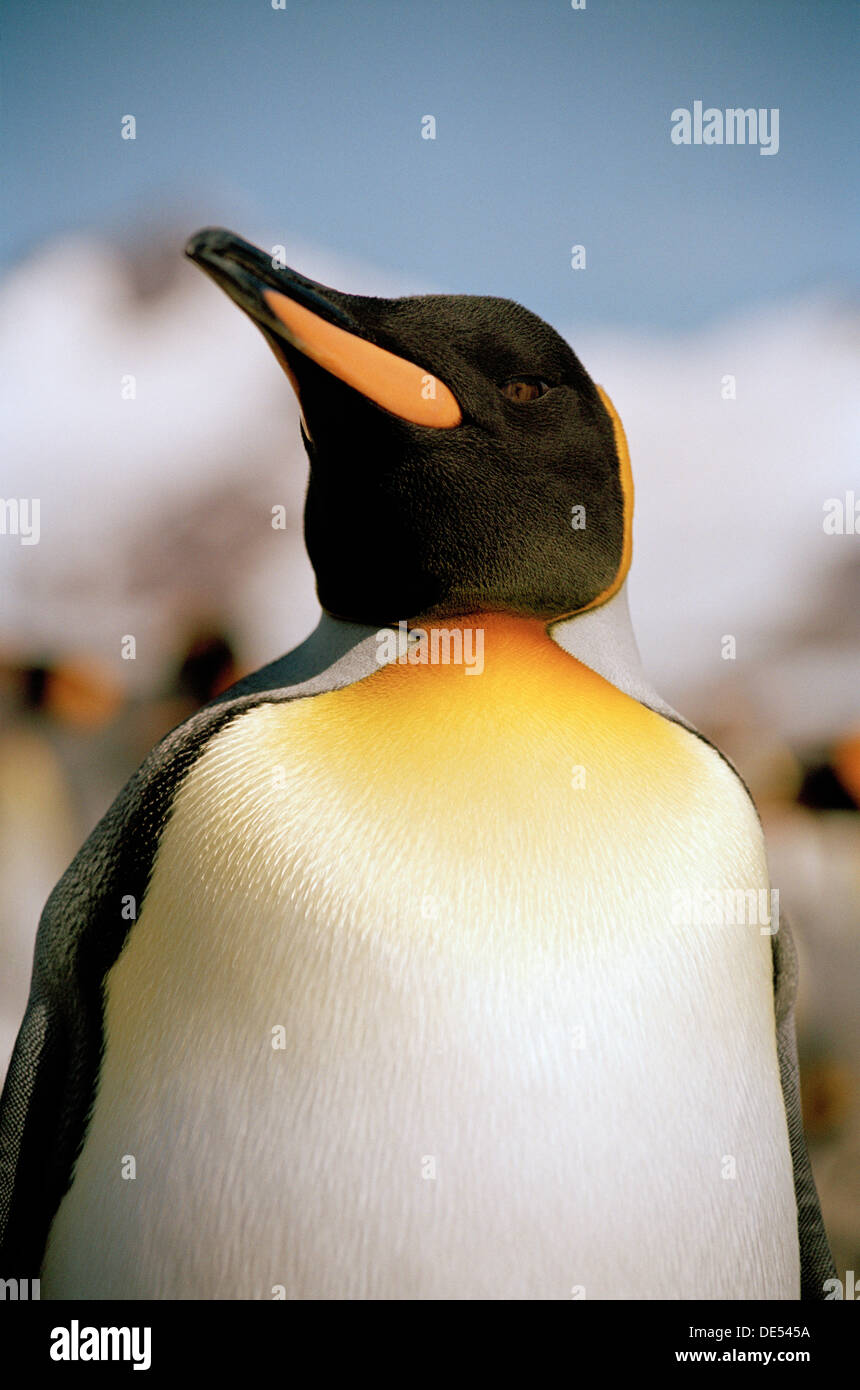 King Penguin (Aptenodytes-patagonicus), Salisbury Plain, Bay of Isles ...