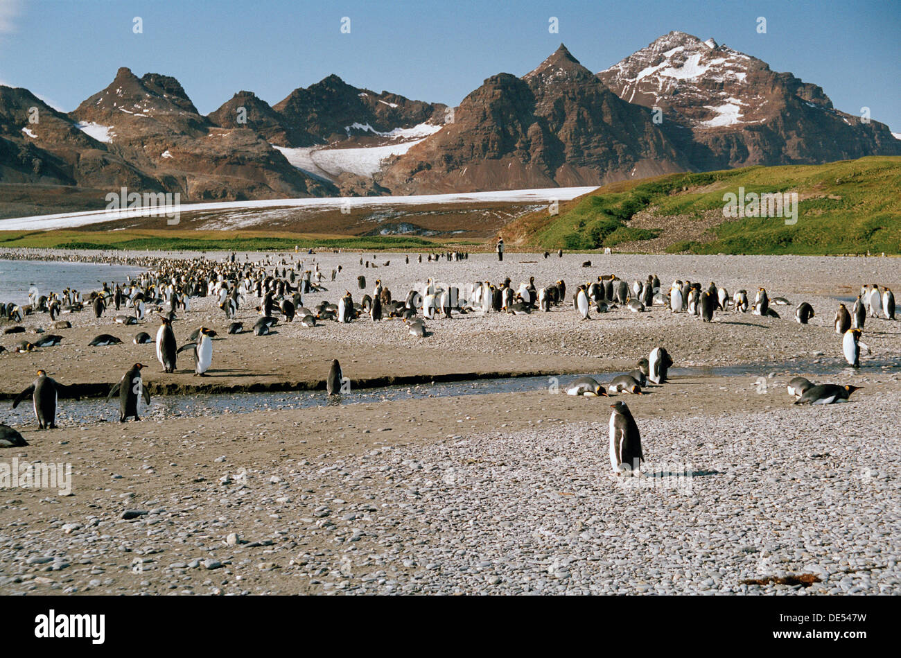Inaccessible island penguin hi-res stock photography and images - Alamy