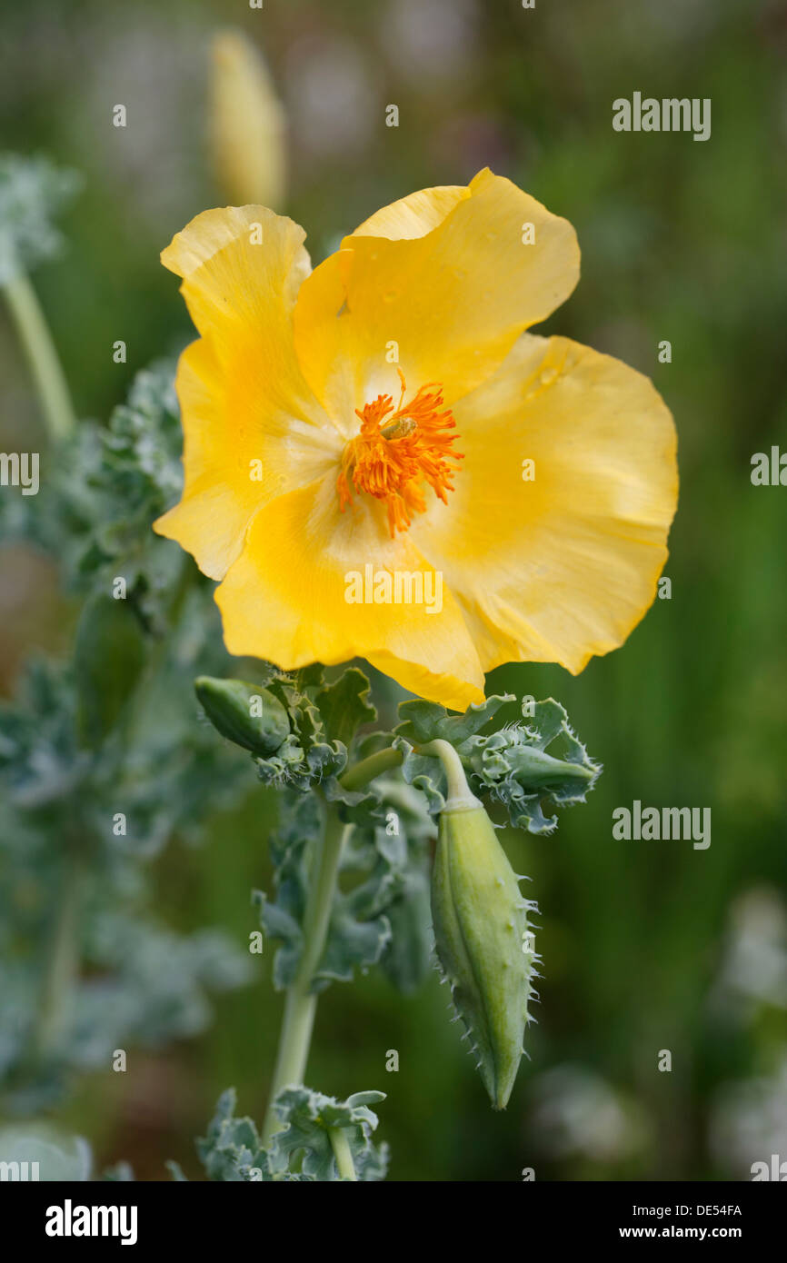 Flowering Yellow Horned Poppy (Glaucium flavum), Dilek National Park ...