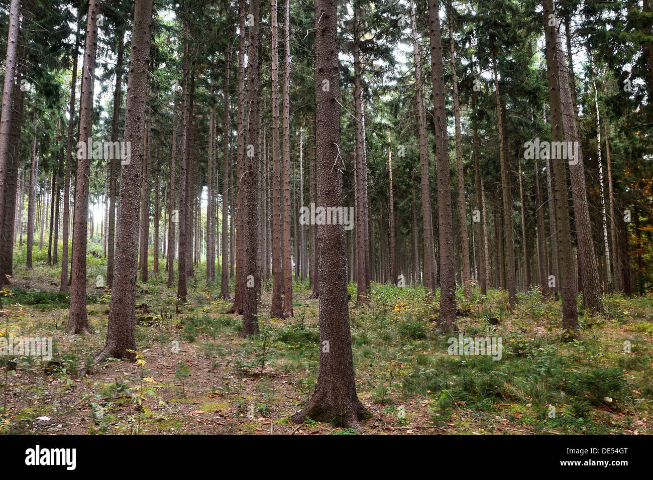 Coniferales pinales plants plant trees hi-res stock photography and ...