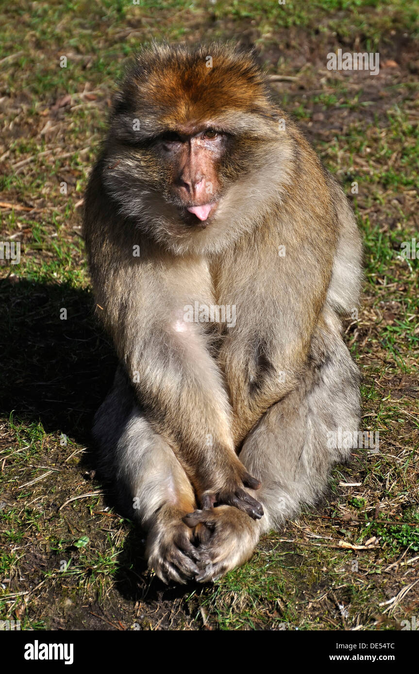 Monkey sticking tongue out hi-res stock photography and images - Alamy