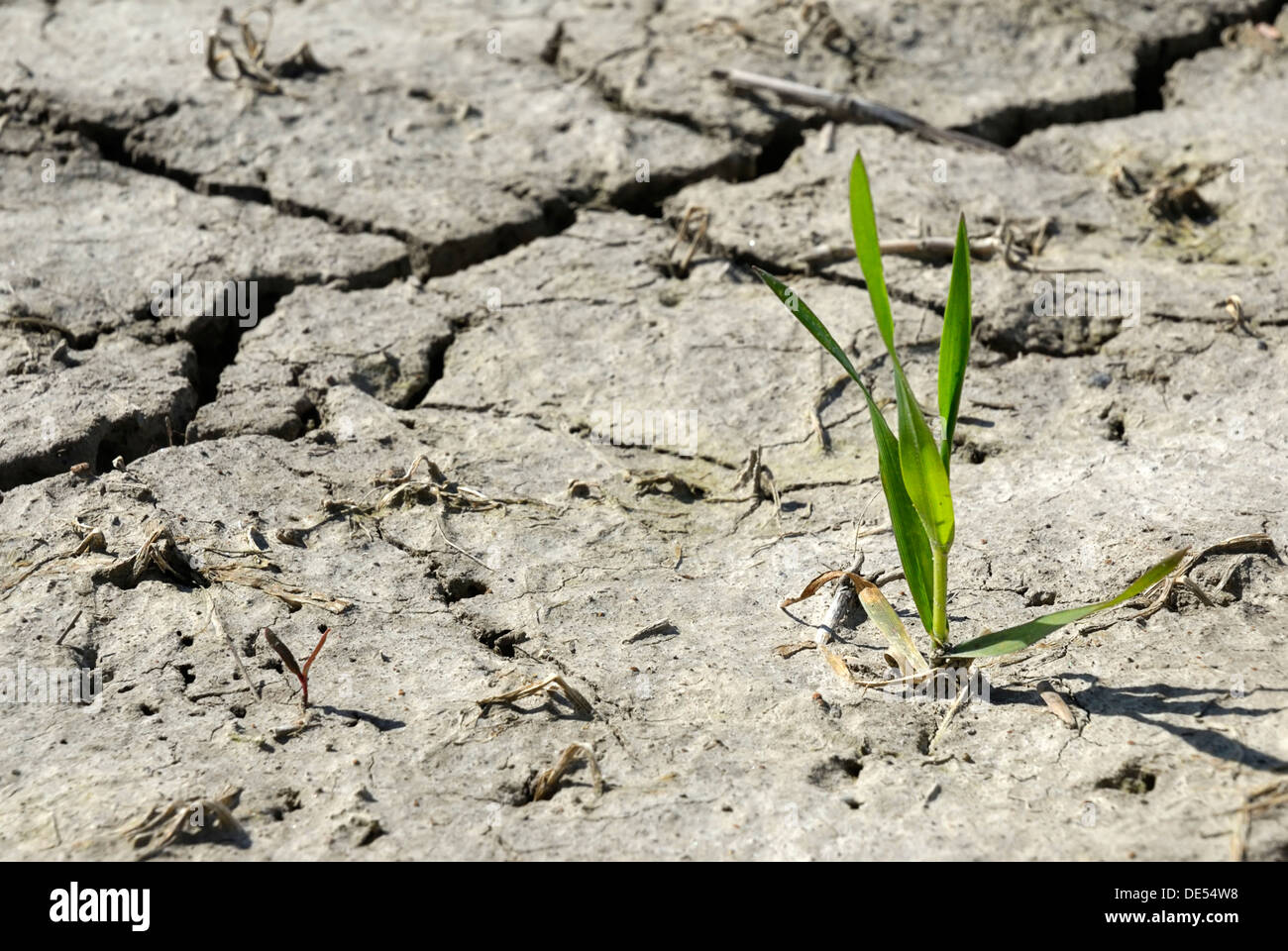 Wheat plant hi-res stock photography and images - Alamy
