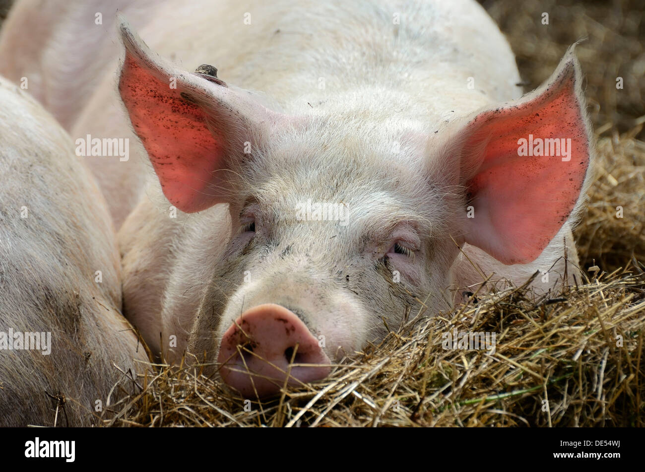 Stabling hi-res stock photography and images - Alamy