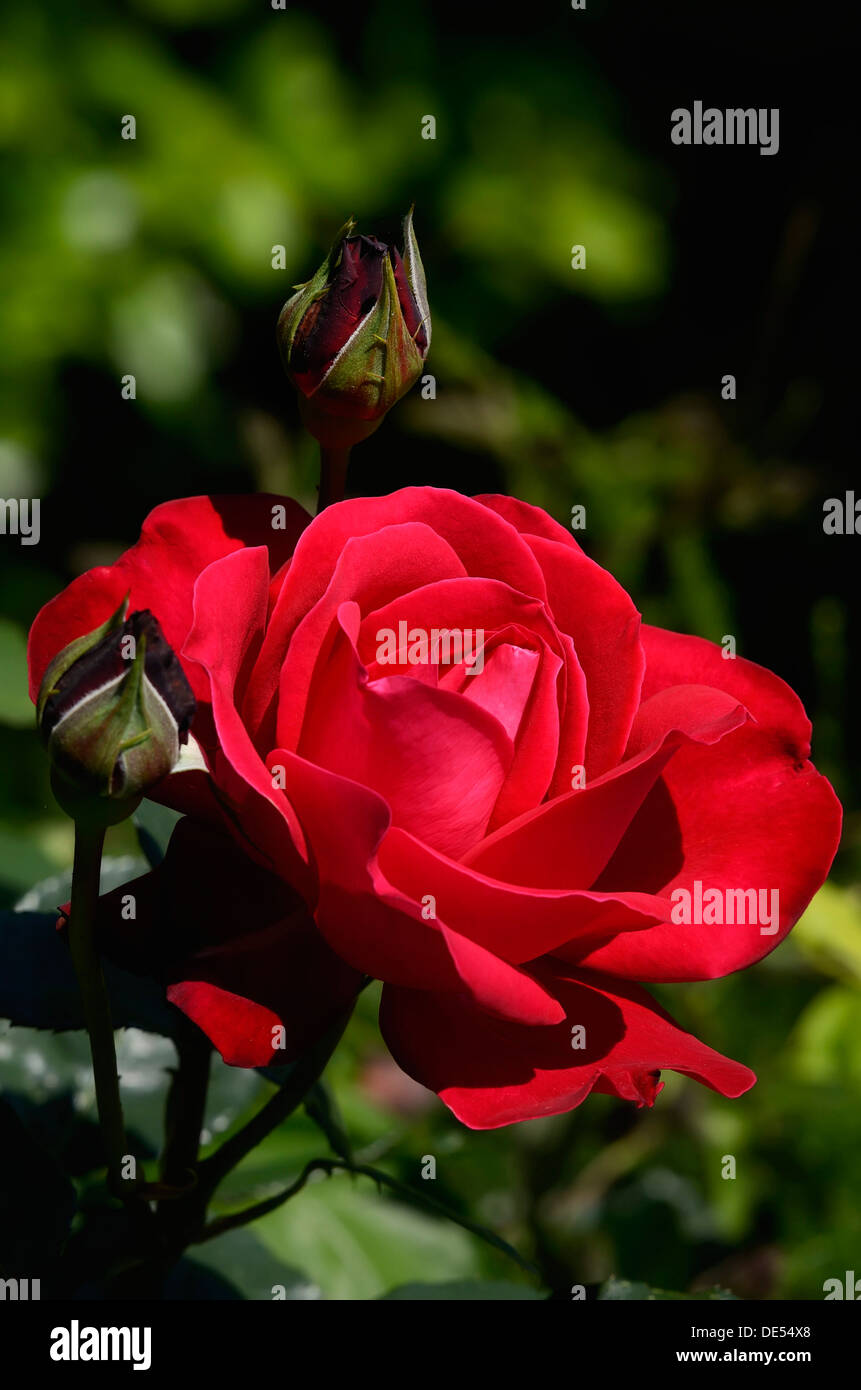 Red rose (Rosa sp.), flower, Moriani, Corsica, France, Europe Stock ...