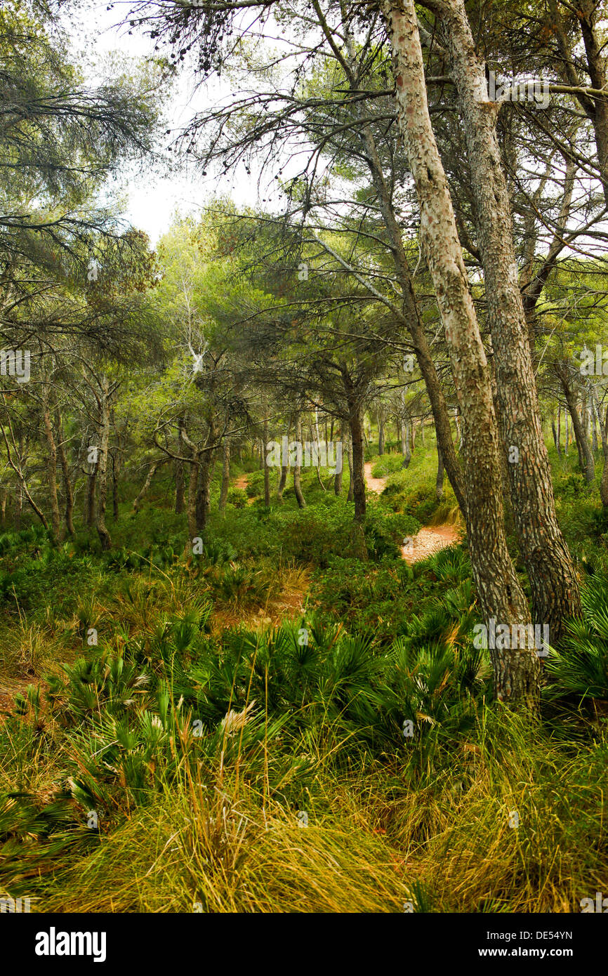 Mediterranean forest hi-res stock photography and images - Alamy