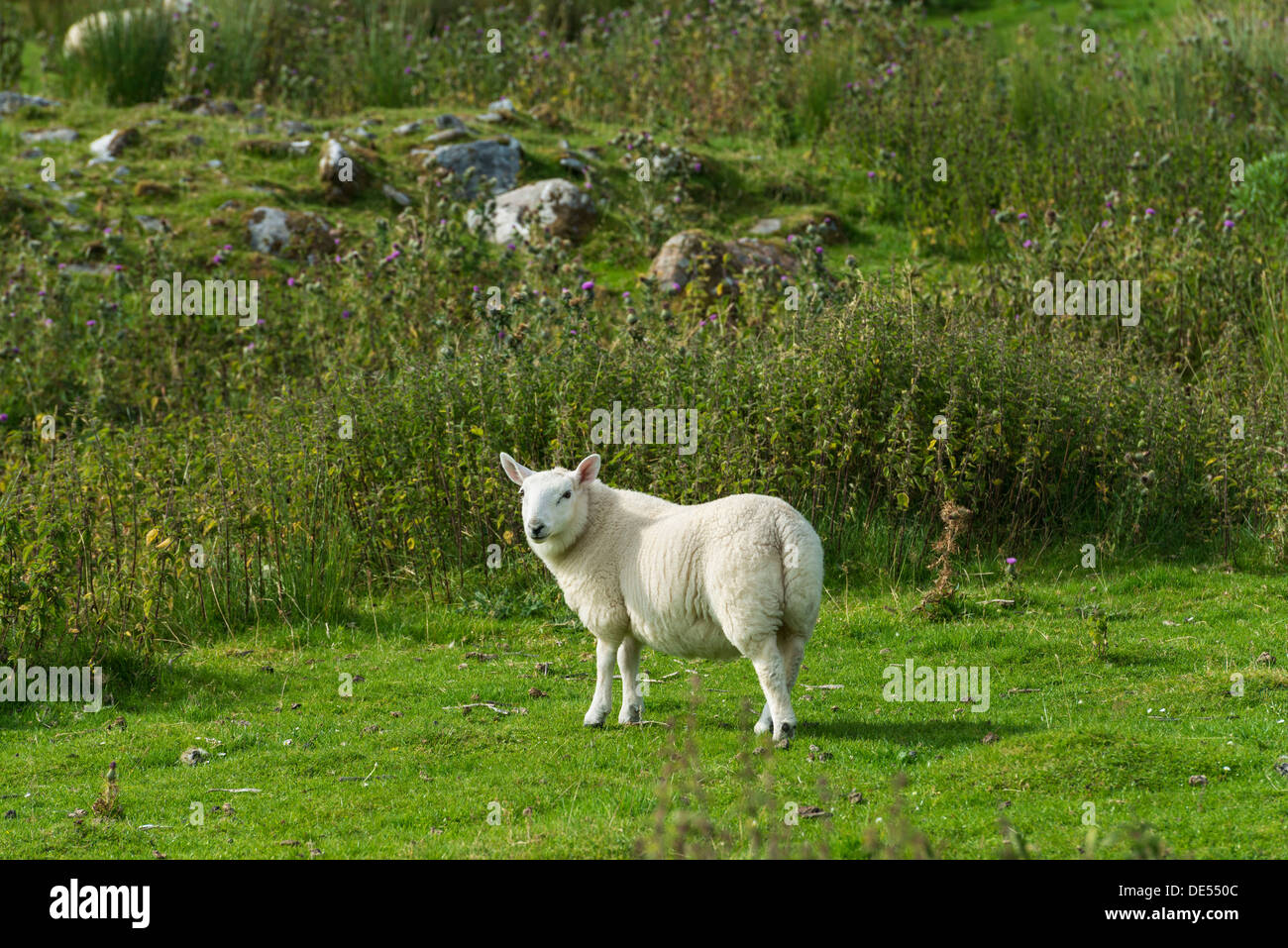 Scottish highlands sheep hi-res stock photography and images - Alamy