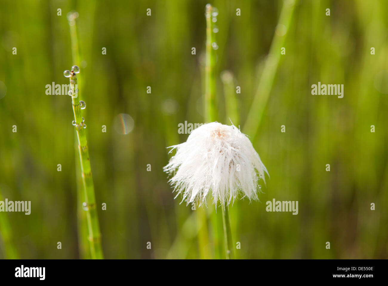White-cotton grass, Kenai Peninsula, Alaska, U.S.A Stock Photo - Alamy