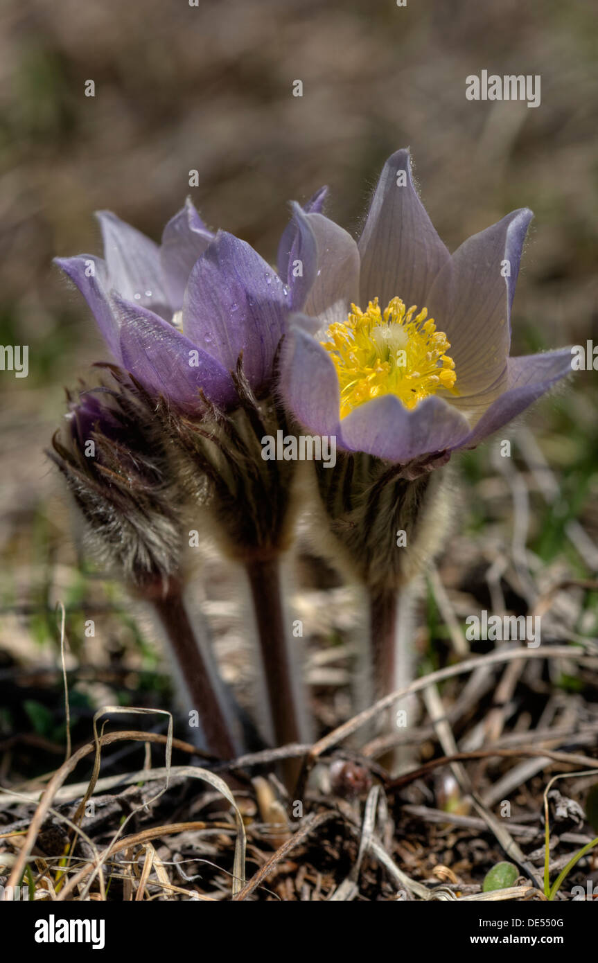 Pasque flowers (Pulsatilla patens) aka "crocus" in the Colorado Rockies ...