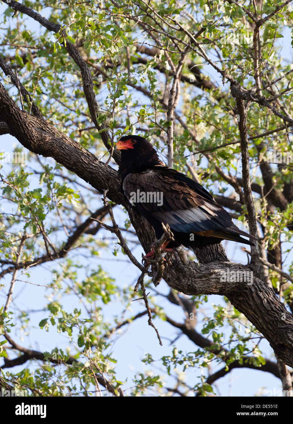 Bateleur eagle hi-res stock photography and images - Alamy