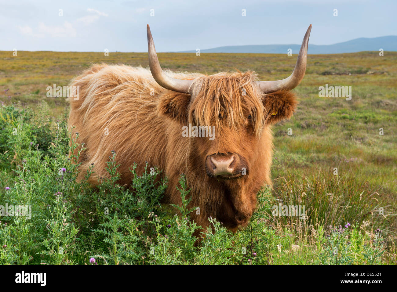 Scottish Highland Cattle or Kyloe, northern Scotland, Scotland, United ...