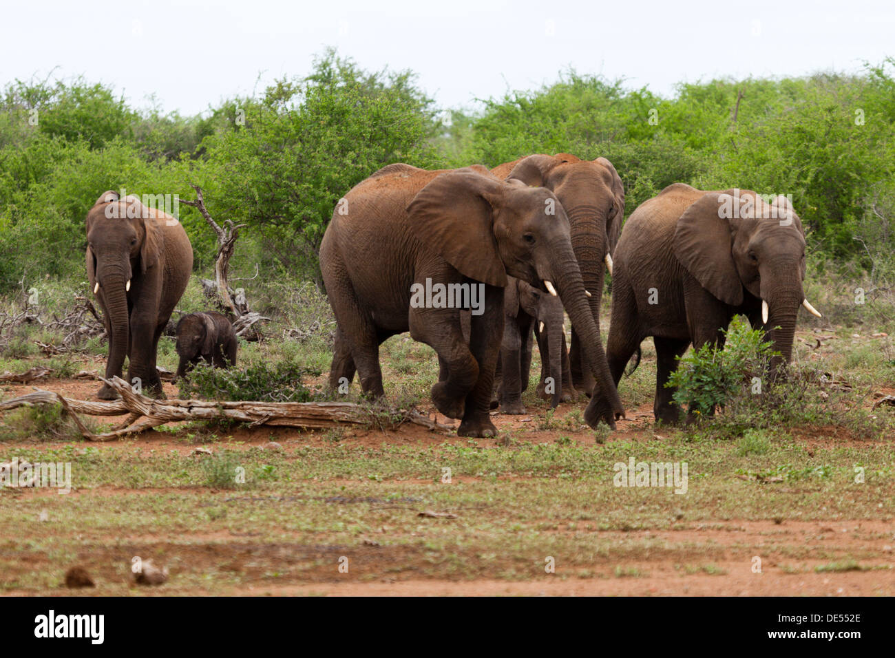 Elephants in the wild Stock Photo - Alamy