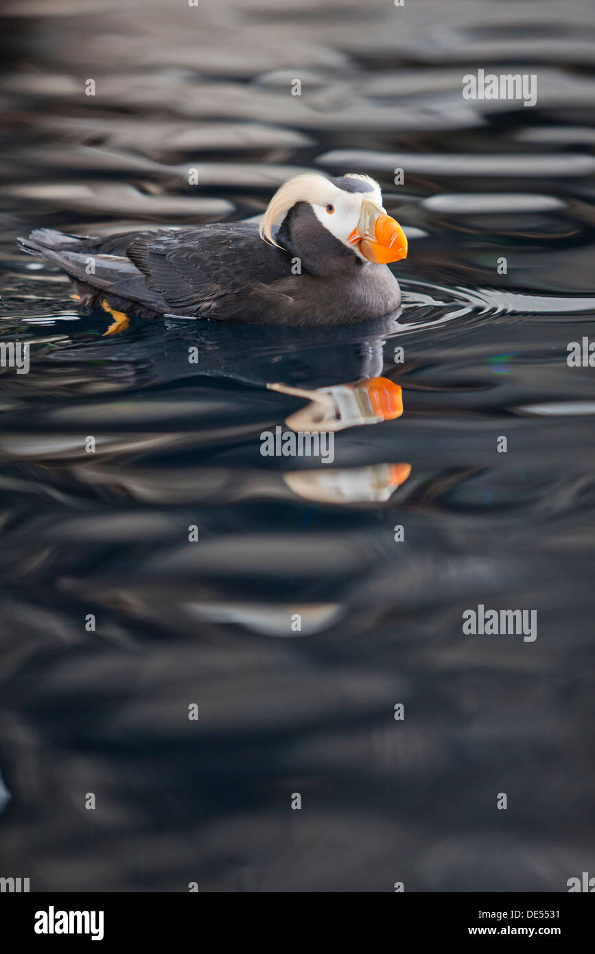 Tufted puffins hi-res stock photography and images - Alamy