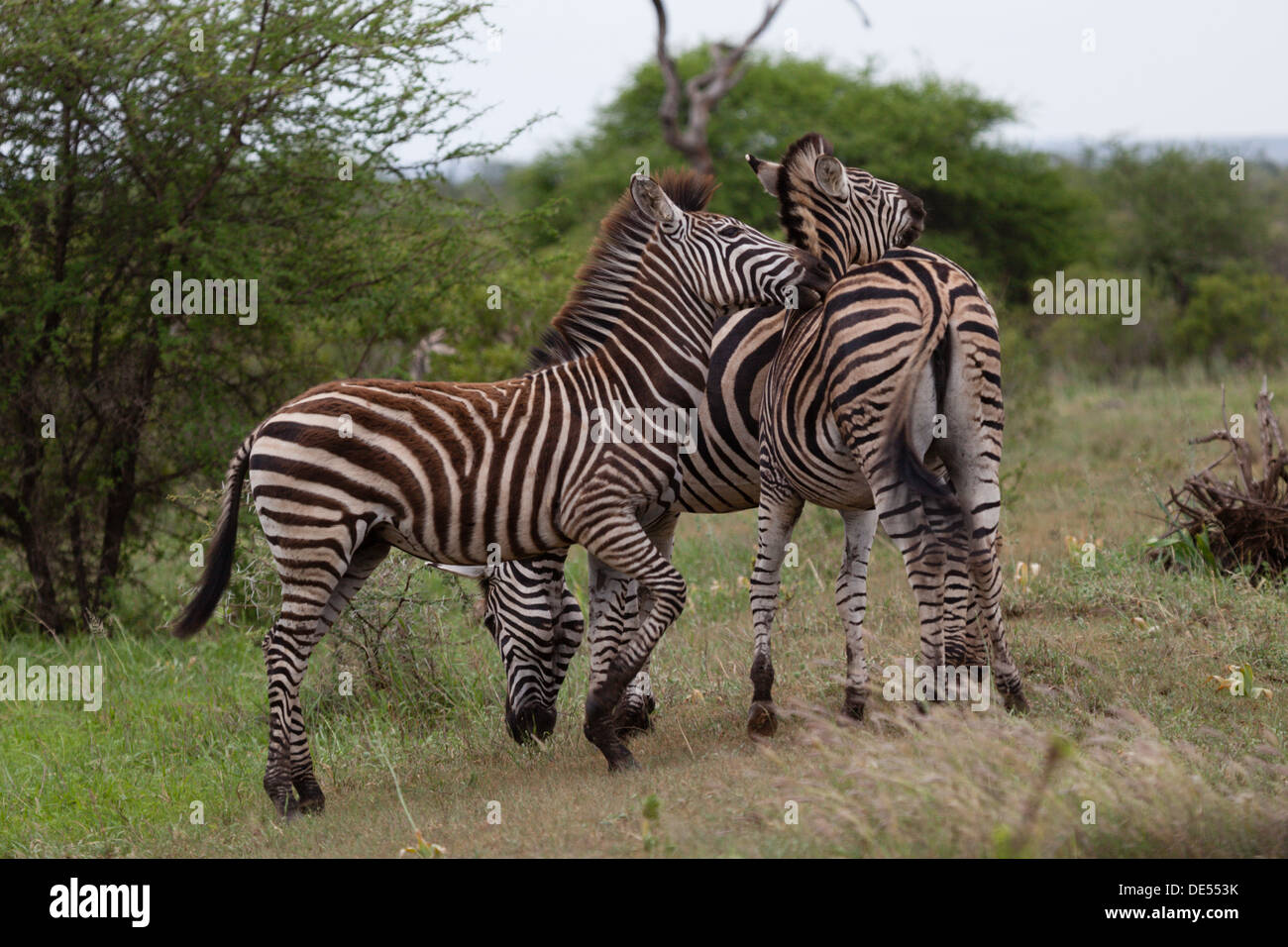 Zebra print vector hi-res stock photography and images - Alamy
