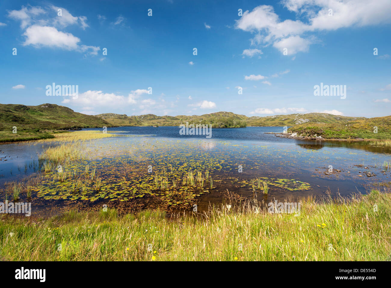Water lily leaves (Nymphaeaceae) and water grasses at Loch Na Claise ...