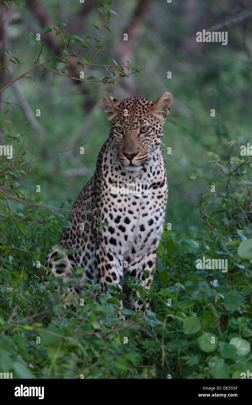 Leopard sitting at side of road Stock Photo - Alamy