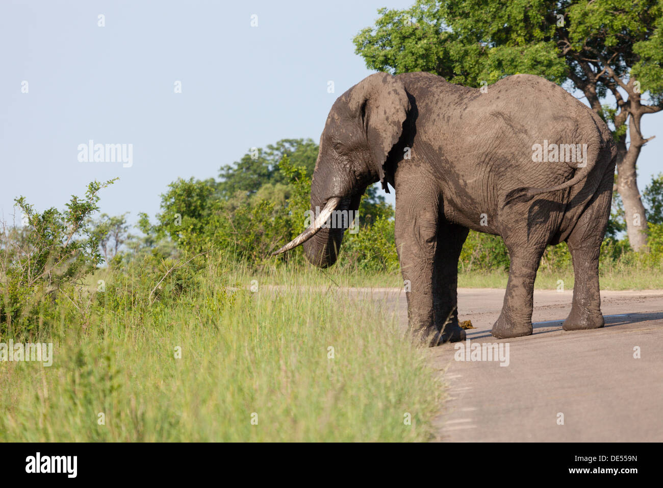 Elephant on road Stock Photo - Alamy