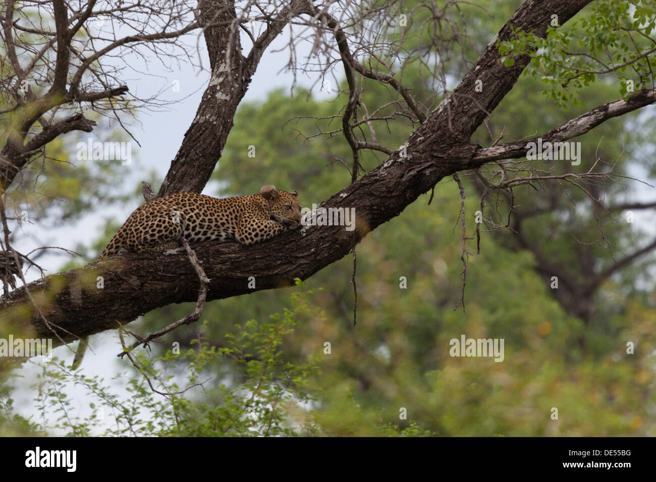 Black leopard tree hi-res stock photography and images - Alamy