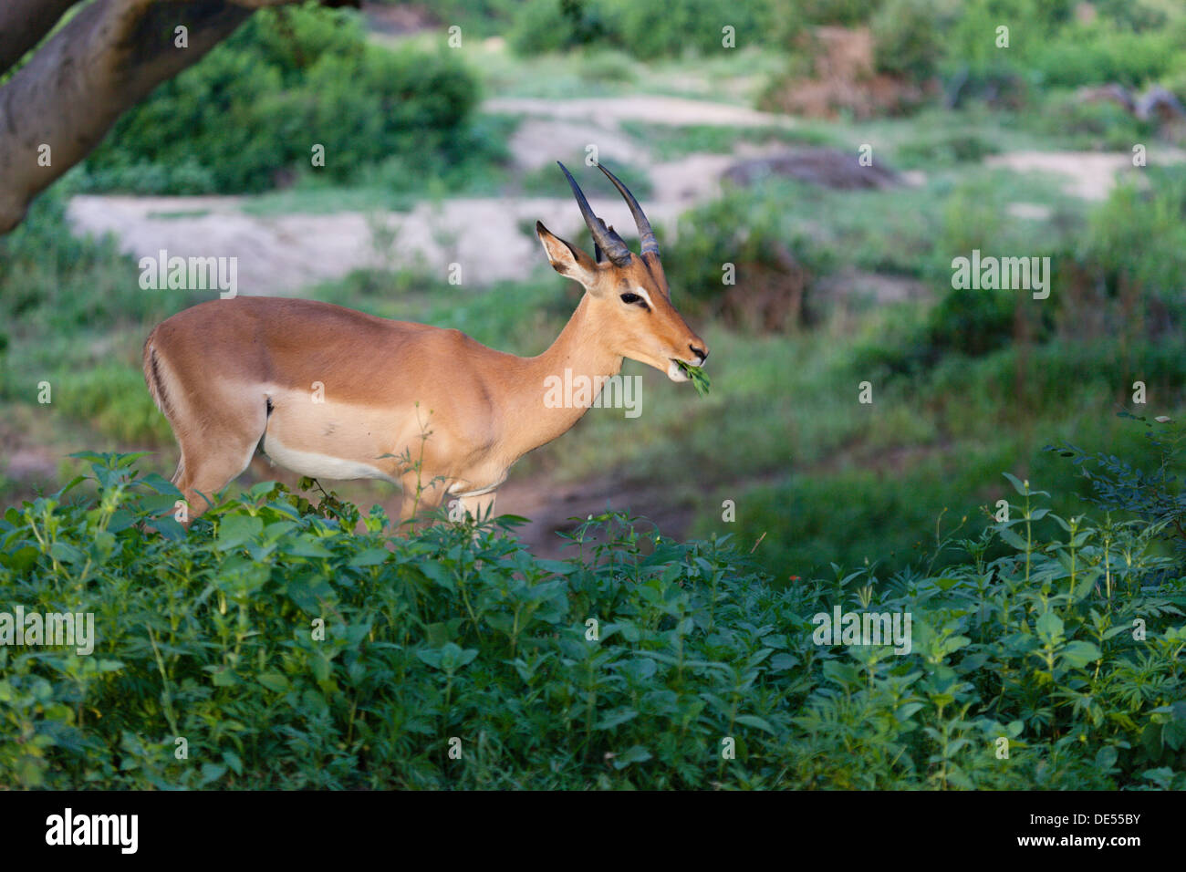 Female impala kruger national park hi-res stock photography and images ...