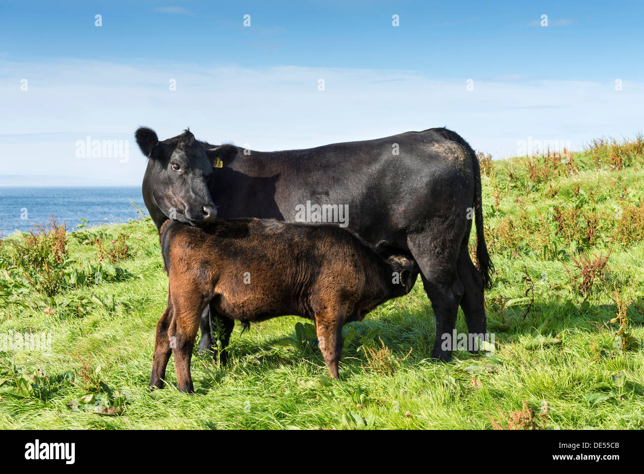 Aberdeen angus hi-res stock photography and images - Alamy