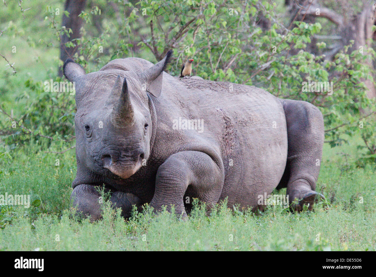 Rhino color hi-res stock photography and images - Alamy