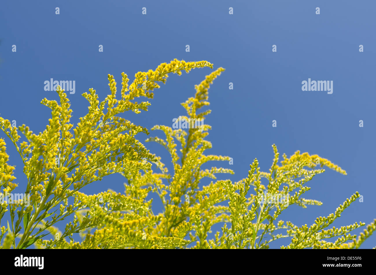 Brilliant yellow golden rod triangular shaped flower head against vivid ...