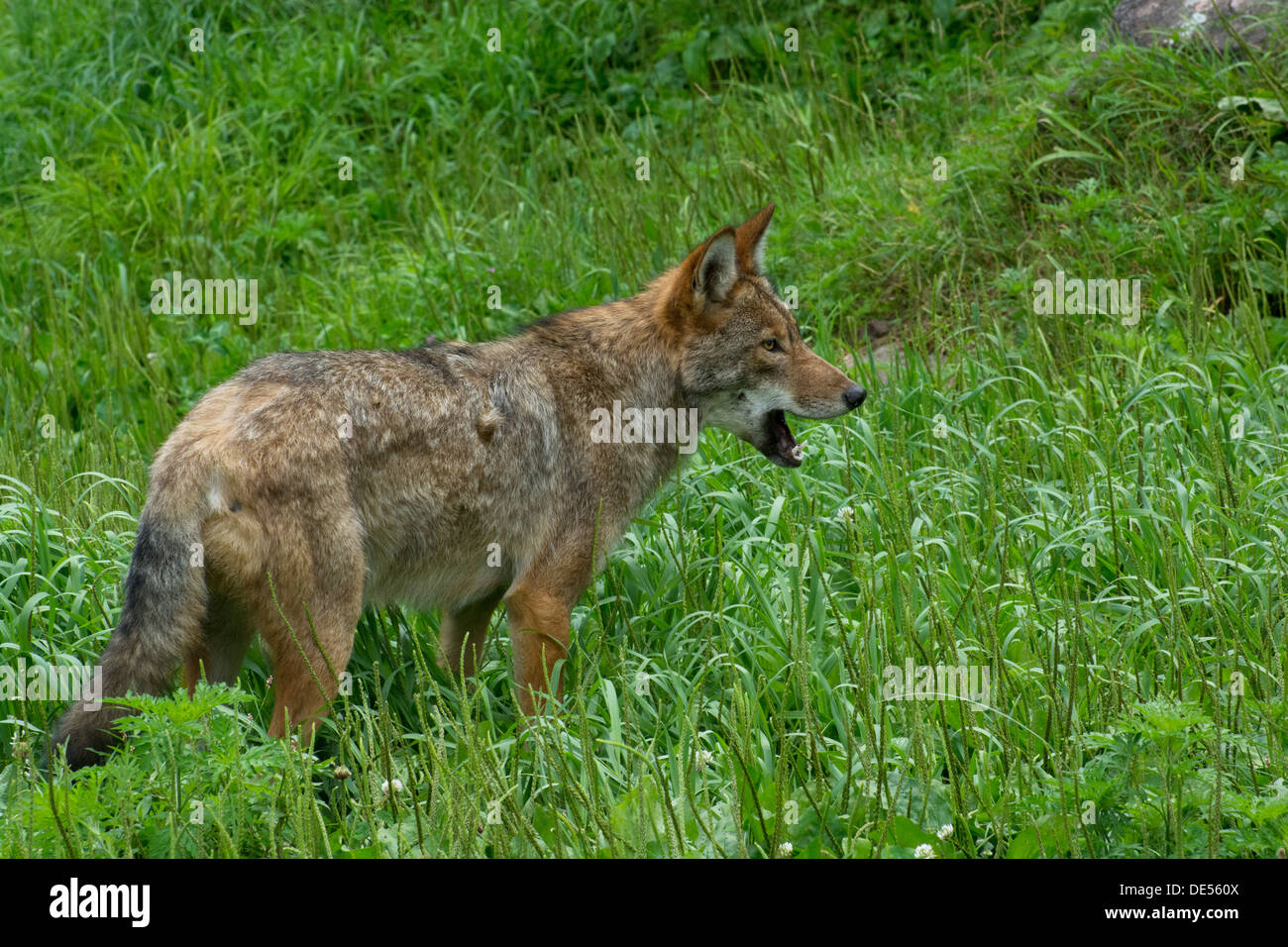 A single Coyote Stock Photo - Alamy