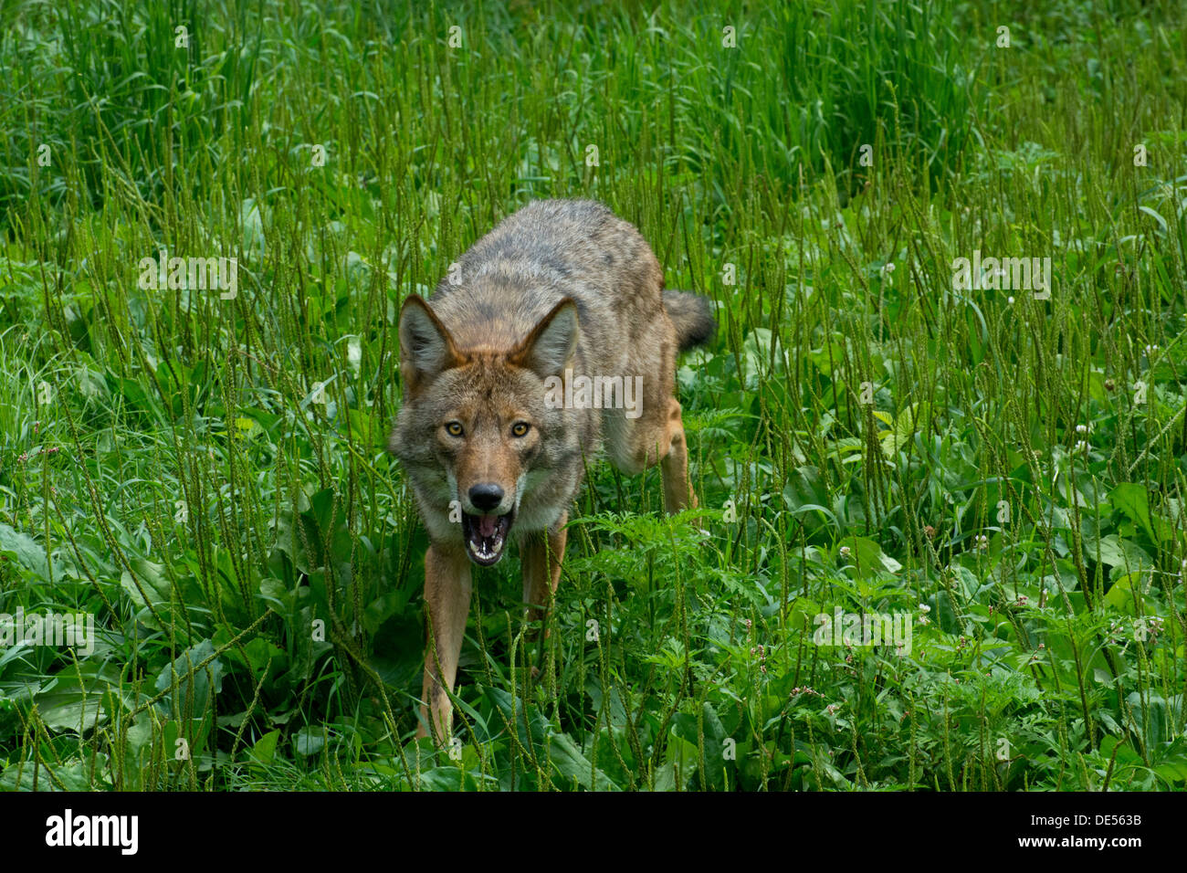 A single Coyote Stock Photo - Alamy