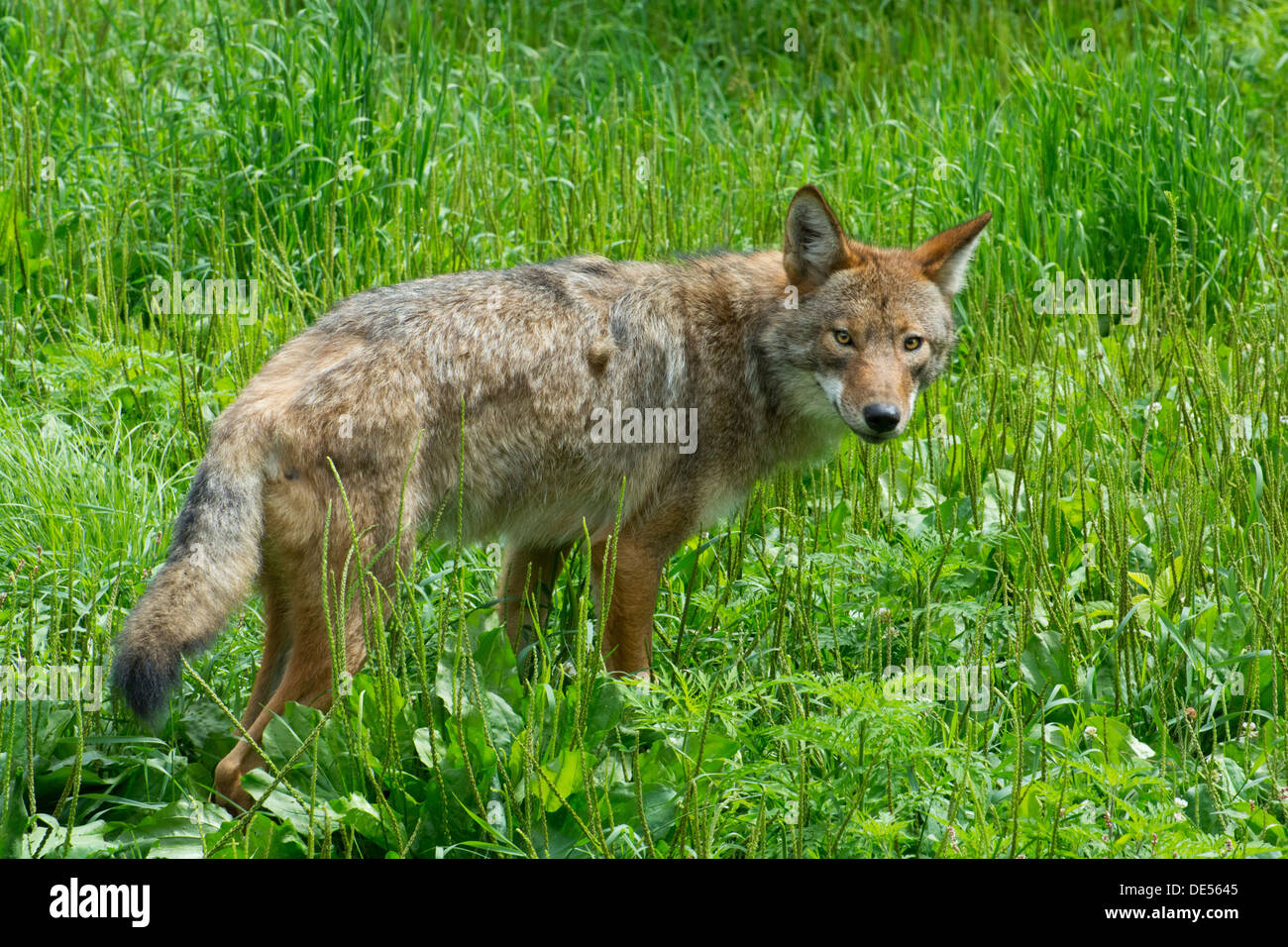 A single Coyote Stock Photo - Alamy