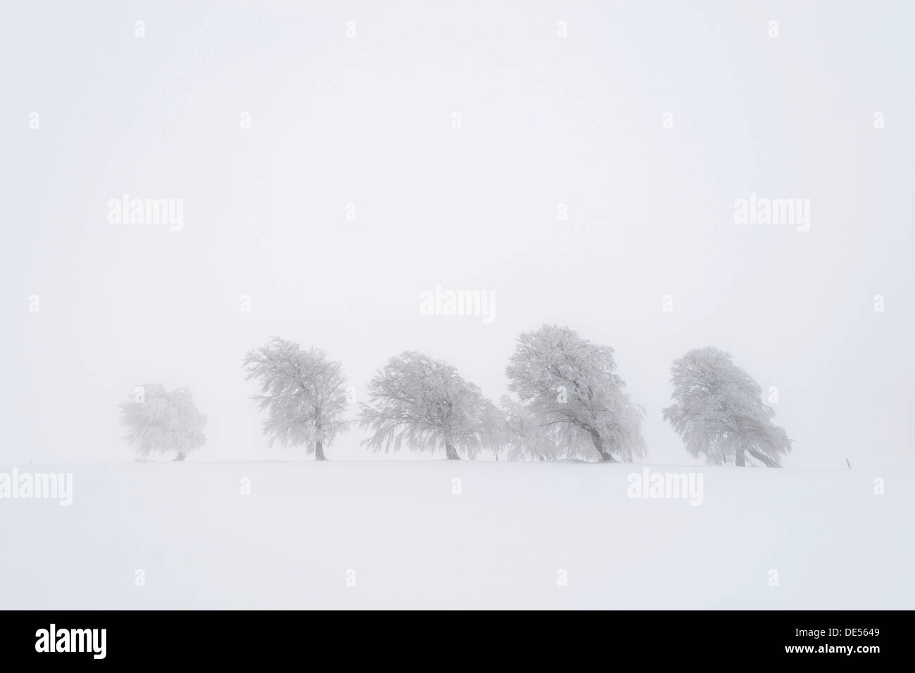 European Beech (Fagus sylvatica), wind-bent beech trees on Schauinsland ...
