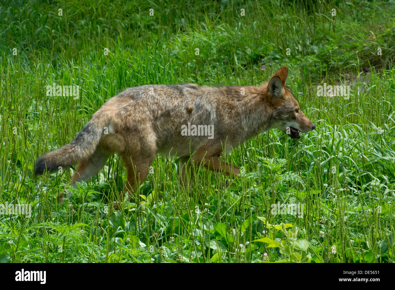 A single Coyote Stock Photo - Alamy