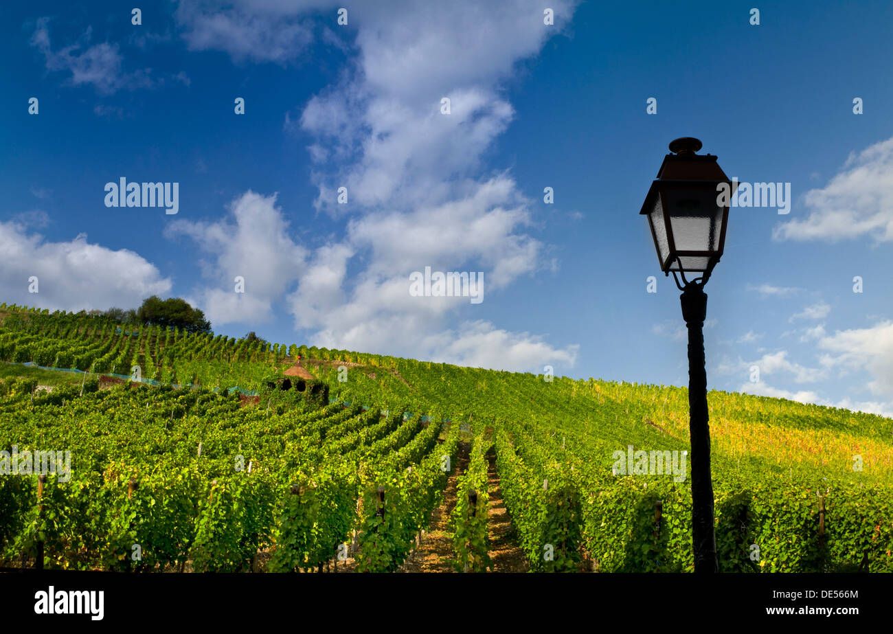 Vineyards surrounding the medieval village of Riquewihr with dramatic ...