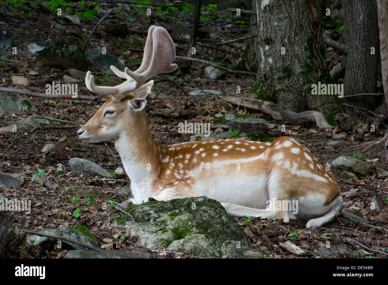 A male Fallow Deer Stock Photo - Alamy
