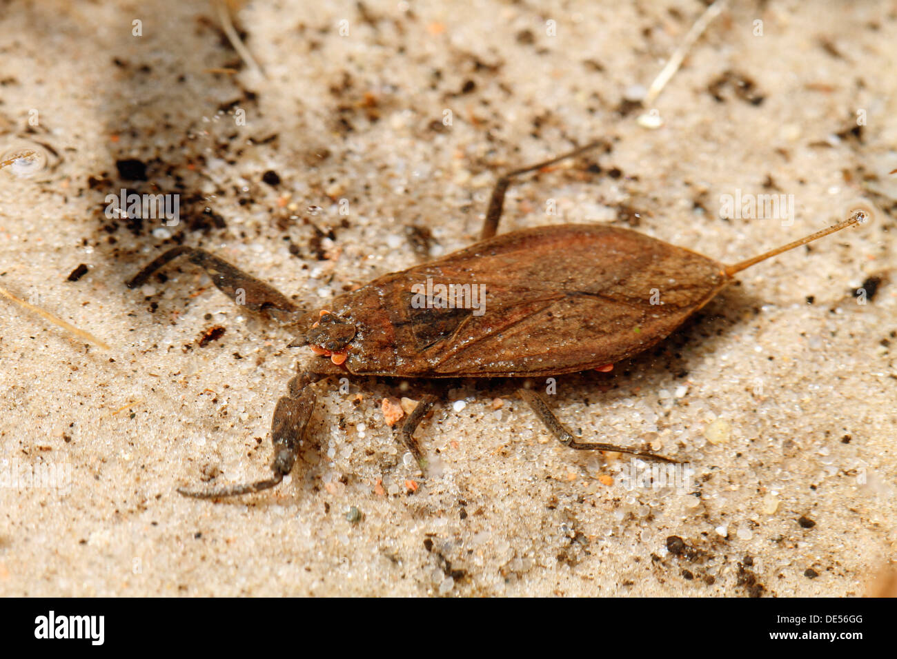 Nepa rubra hi-res stock photography and images - Alamy