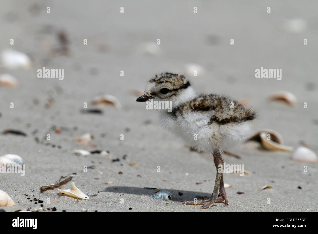 Common Ringed Plover (Charadrius hiaticula), chick, Minsener Oog, East ...