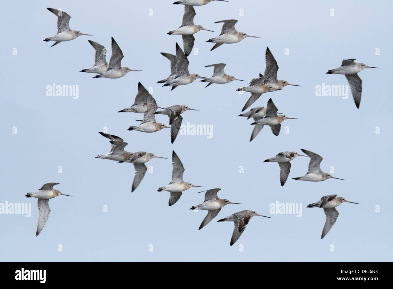 Bar-tailed Godwits (Limosa lapponica) during spring migration, in ...
