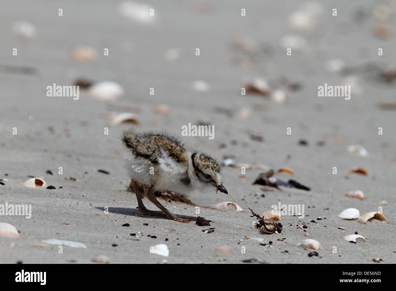 Common Ringed Plover or Ringed Plover (Charadrius hiaticula), chick ...