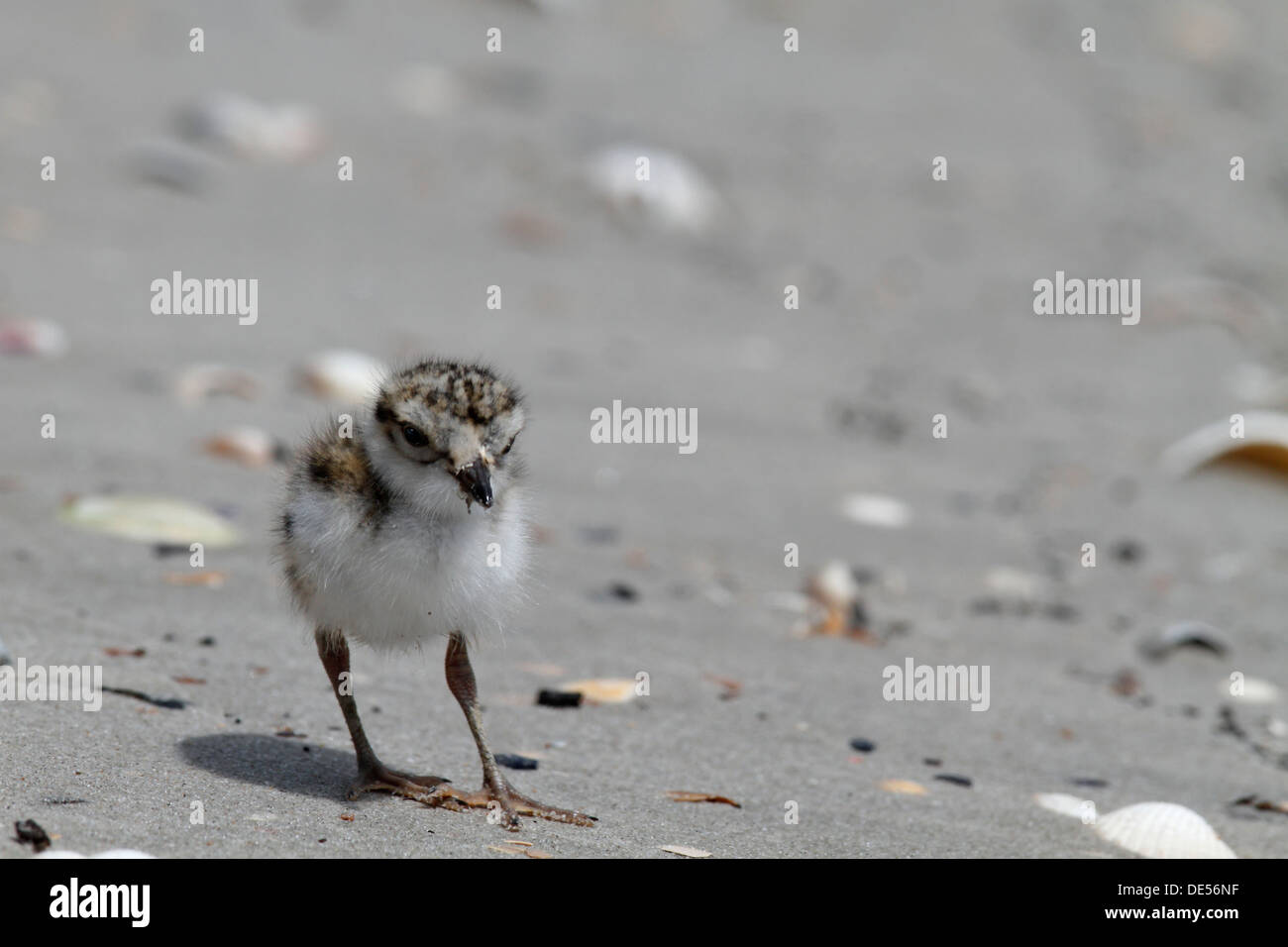 Common ringed plover hi-res stock photography and images - Alamy