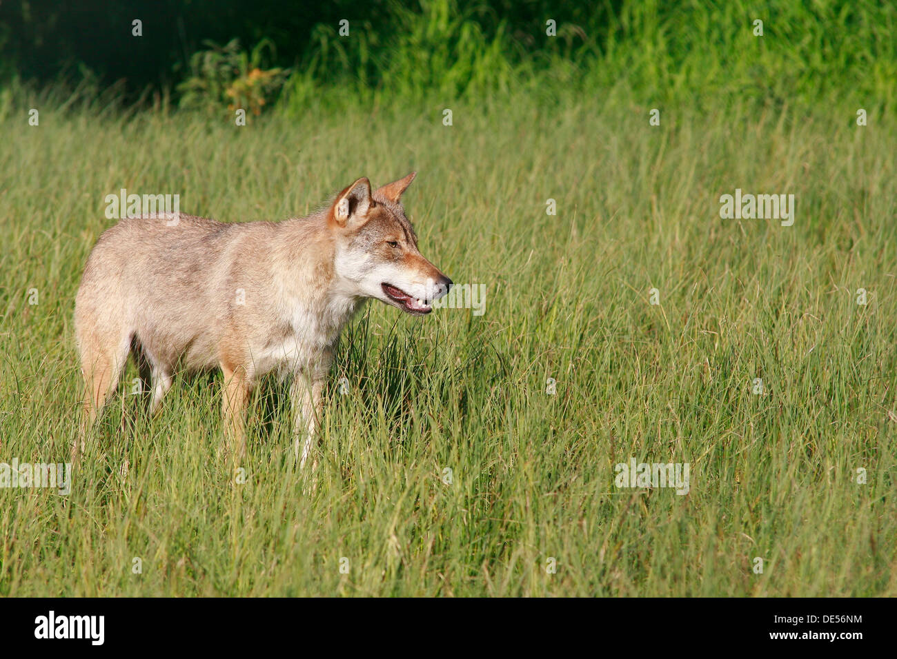 Wolves norway hi-res stock photography and images - Alamy