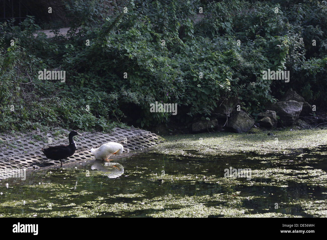 pekin duck, Creswell Crags, Welbeck, Worksop, Nottinghamshire, UK Anas ...