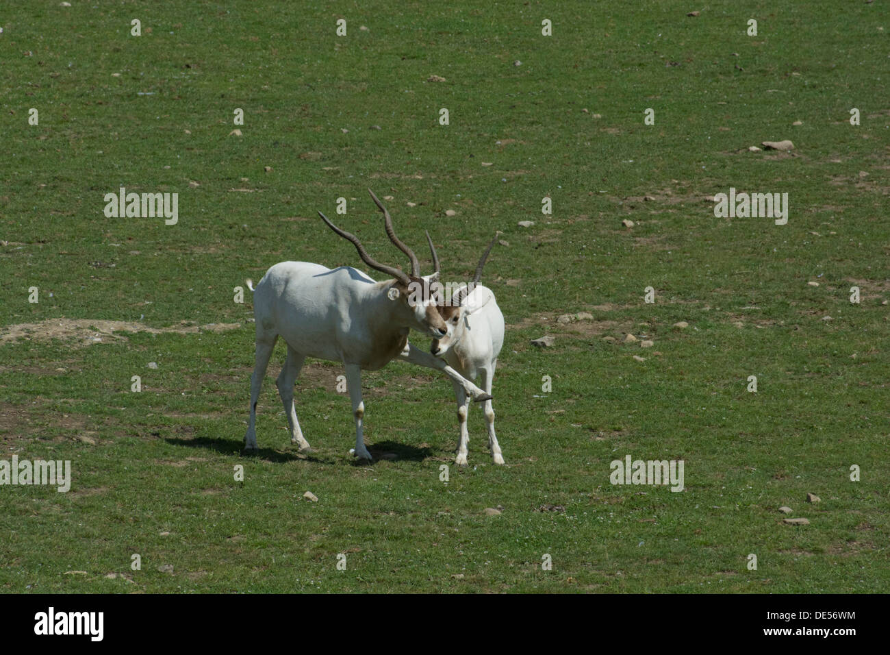 A pair of Addax Stock Photo - Alamy