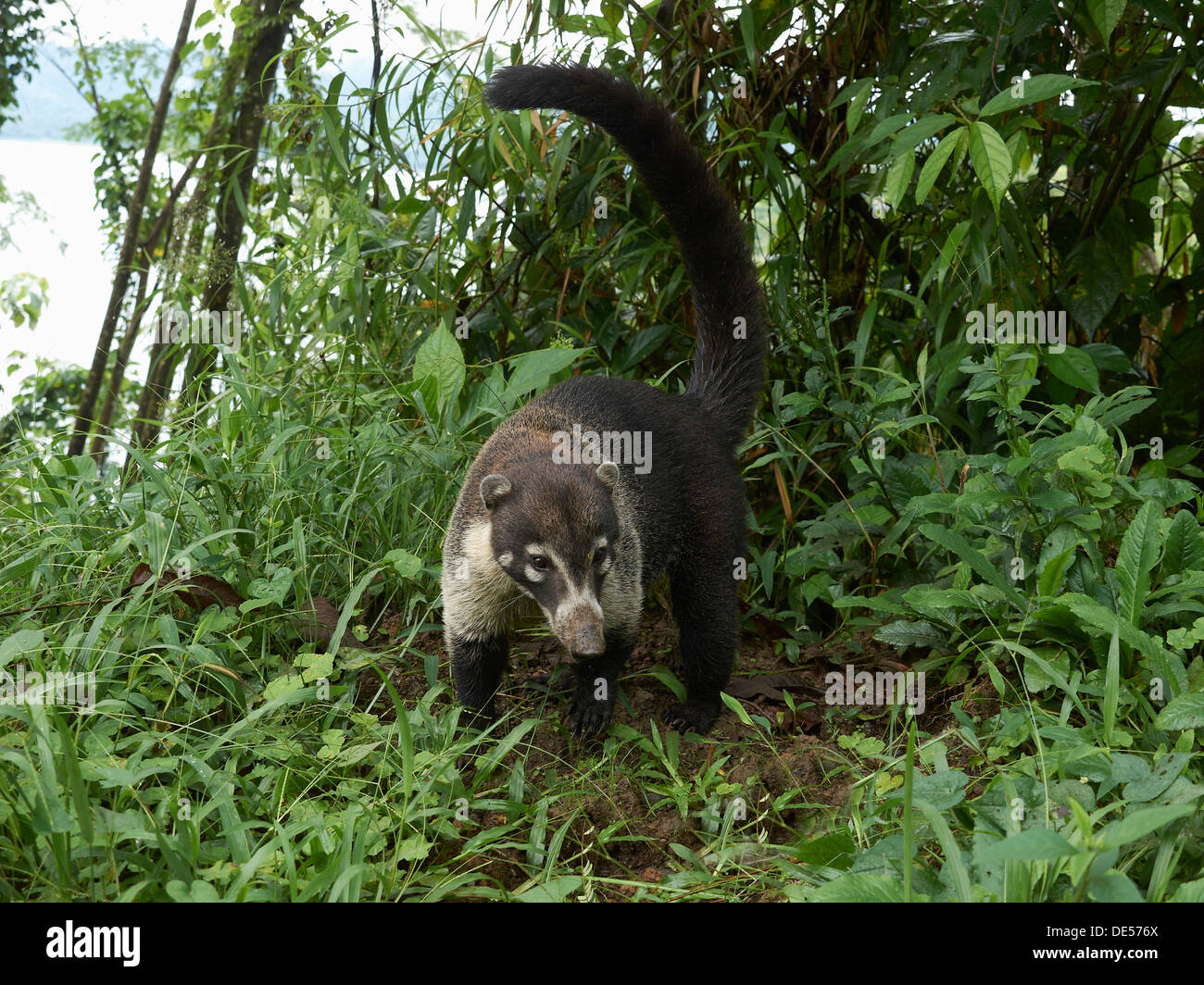 White-nosed coati (Nasua narica) (Nasua narica), Guanacaste Province ...