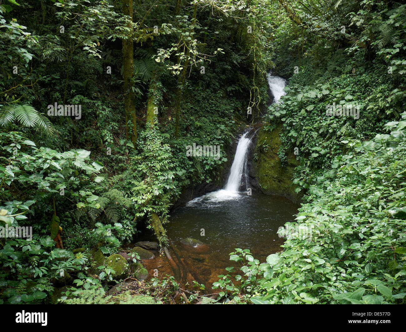 Waterfall in the Monteverde Cloud Forest Reserve, Reserva Biologica ...