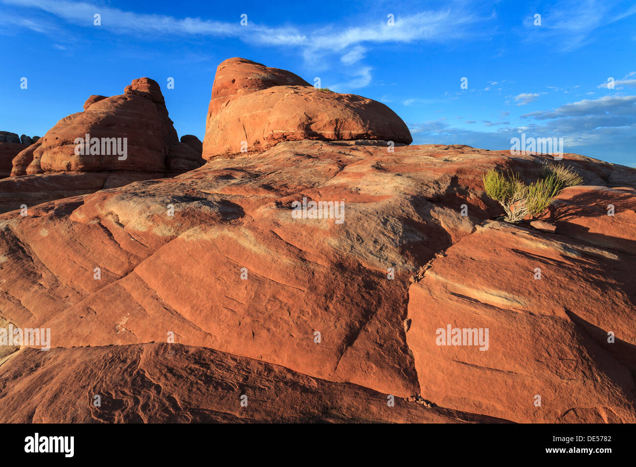 Green Shrub and Red Rocks, Canyonlands National Park Stock Photo - Alamy